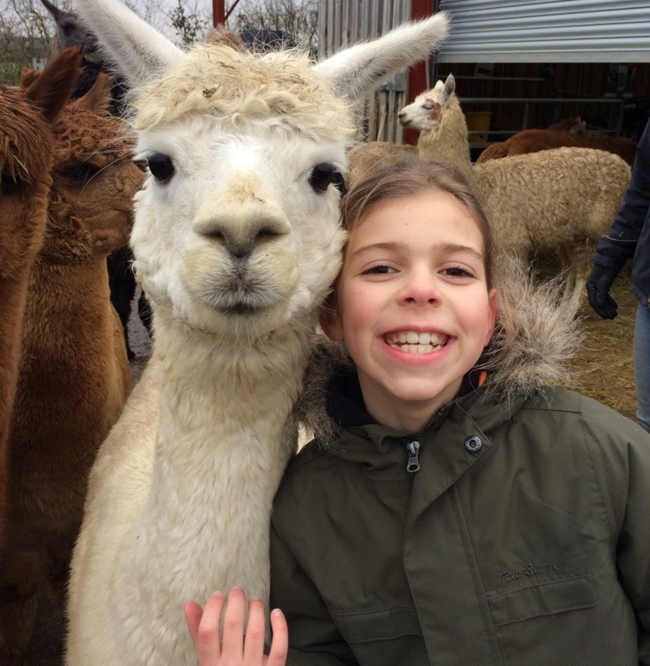 Simply Alpaca | Alpaca Assisted Therapy | Camelids Handling Clinics ...