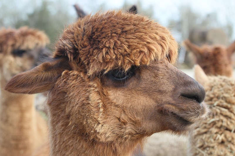 Simply Alpaca | An Unforgettable Experience | Alpacas For Sale
