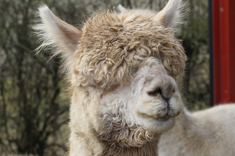 Simply Alpaca | An Unforgettable Experience | Alpacas For Sale