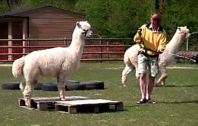 Simply Alpaca | Camelidynamics | Cameldynamics Handling Gear | Working ...