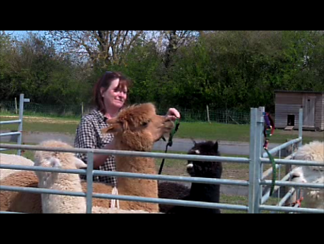 Simply Alpaca | Camelids Handling Clinics | Training and Handling ...