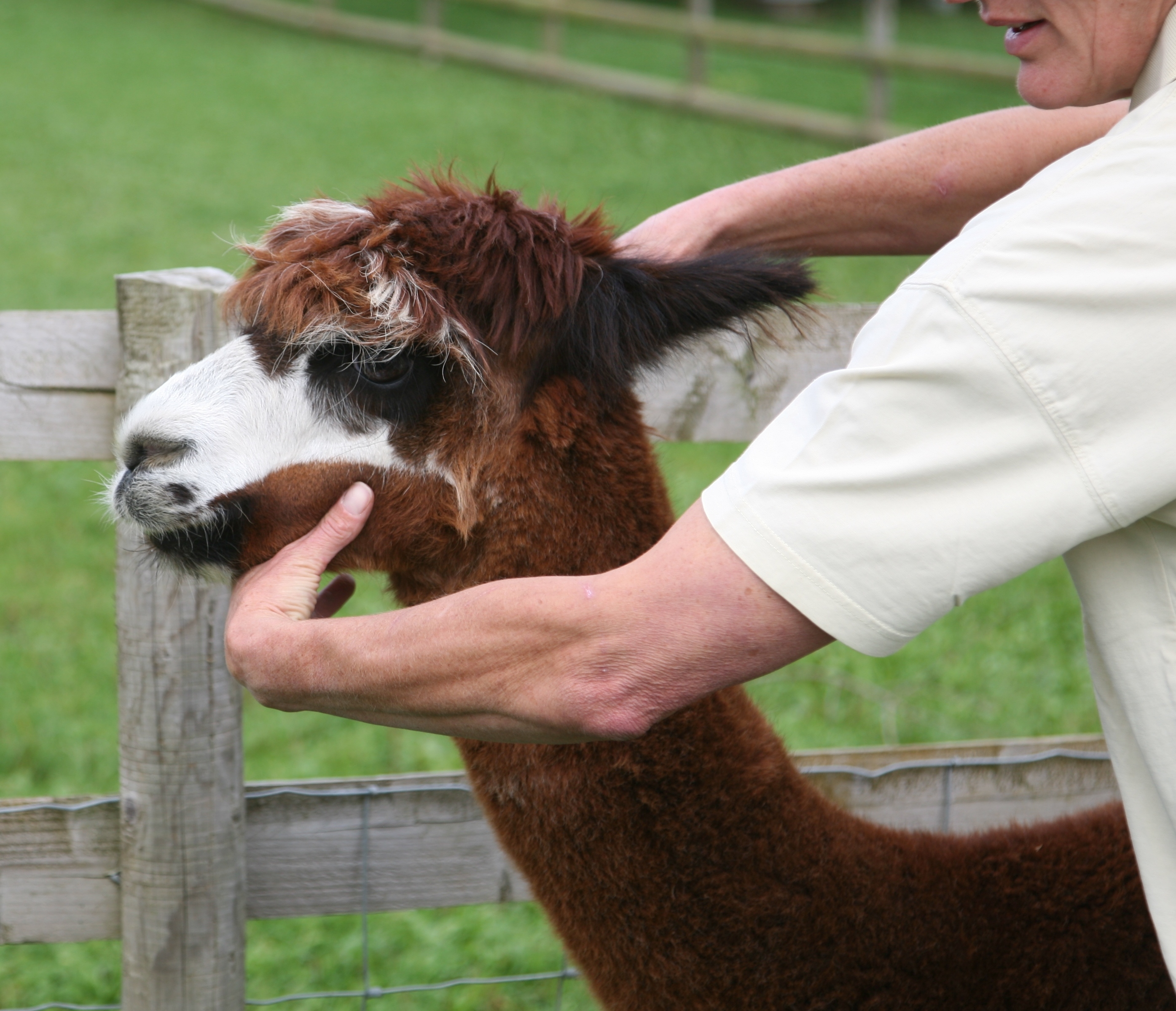 Simply Alpaca | Camelids Handling Clinics | Training and Handling ...
